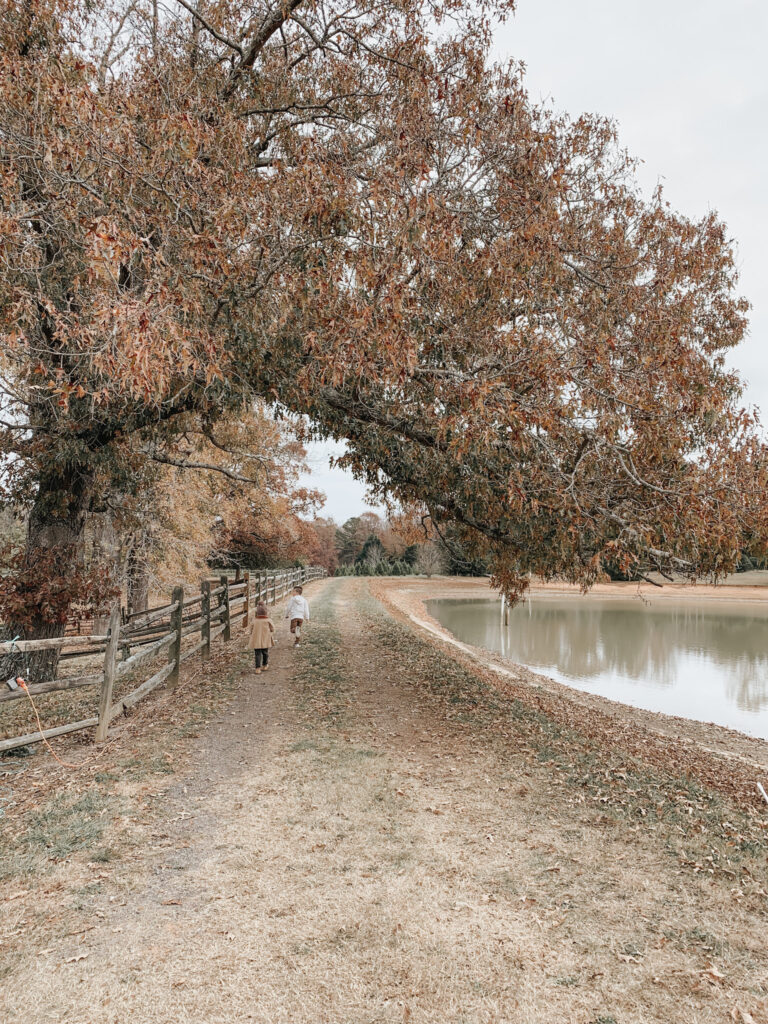 a morning at the tree farm - Olive June
